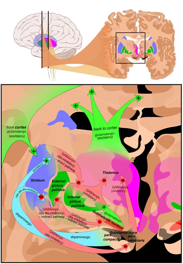 Red Light Therapy For Parkinson's Disease: A Hopeful Strategy